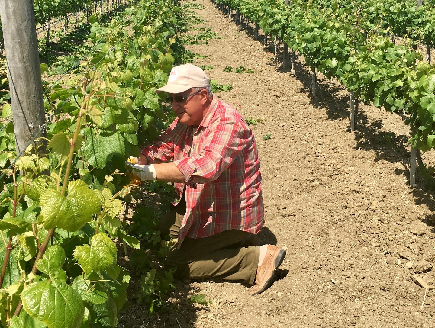 Datça Vineyard: Bağların Arasında Bir Huzur Noktası • theMagger